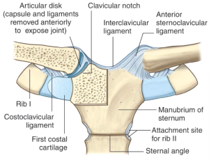 SC Joint X-ray Positioning: Comprehensive Guide for Radilogist - HSIN FILM